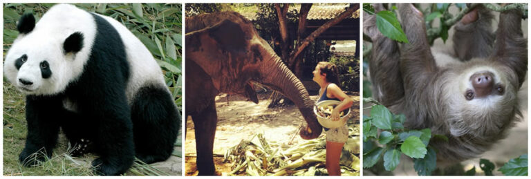 Volunteering with Animals| Best Animal Conservation Projects | Gap Year ...